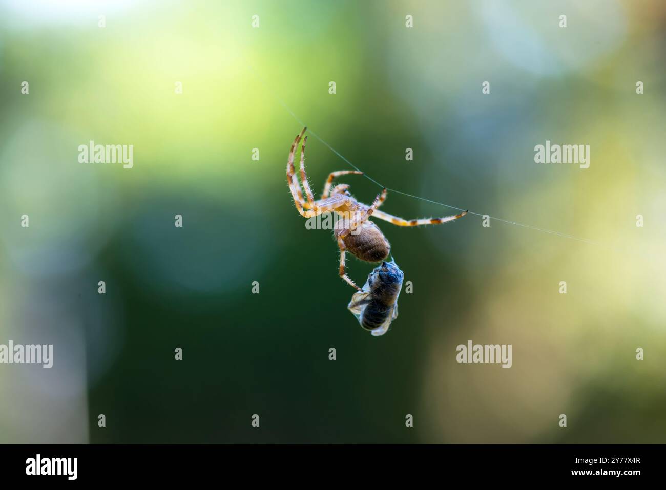Suspended Triumph: A Spider's Catch Stock Photo - Alamy
