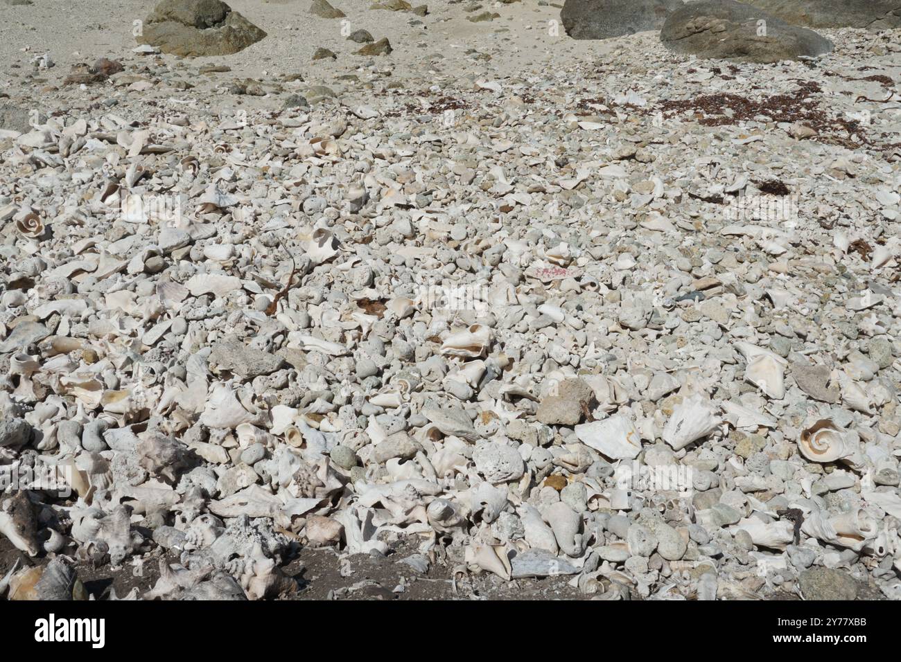 Stones shells near beach resort hi-res stock photography and images - Alamy