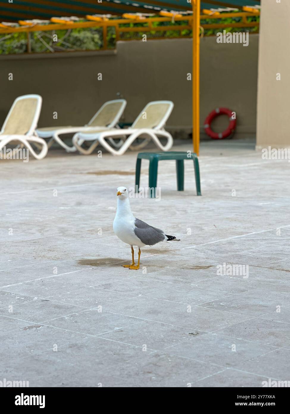 Seagull standing concrete deck resort hi-res stock photography and ...