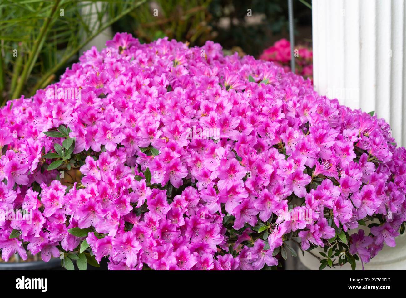 Pink azalea flowers in garden Stock Photo - Alamy