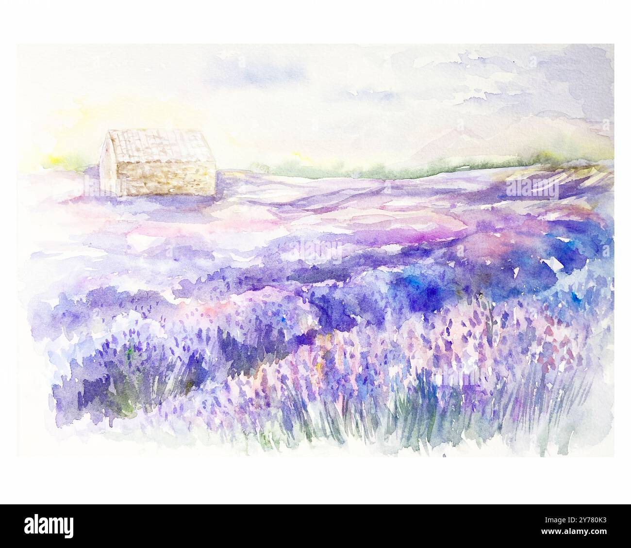 Lavender field, landscape horizontal. Hand drawn watercolor ...