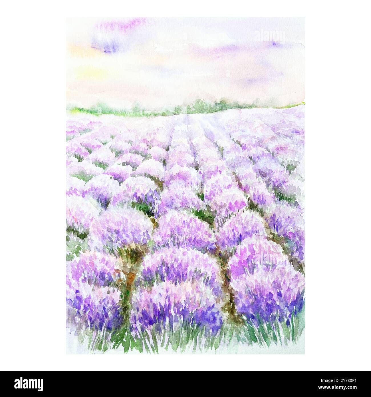 Lavender field, landscape. Watercolor illustration isolated on white ...