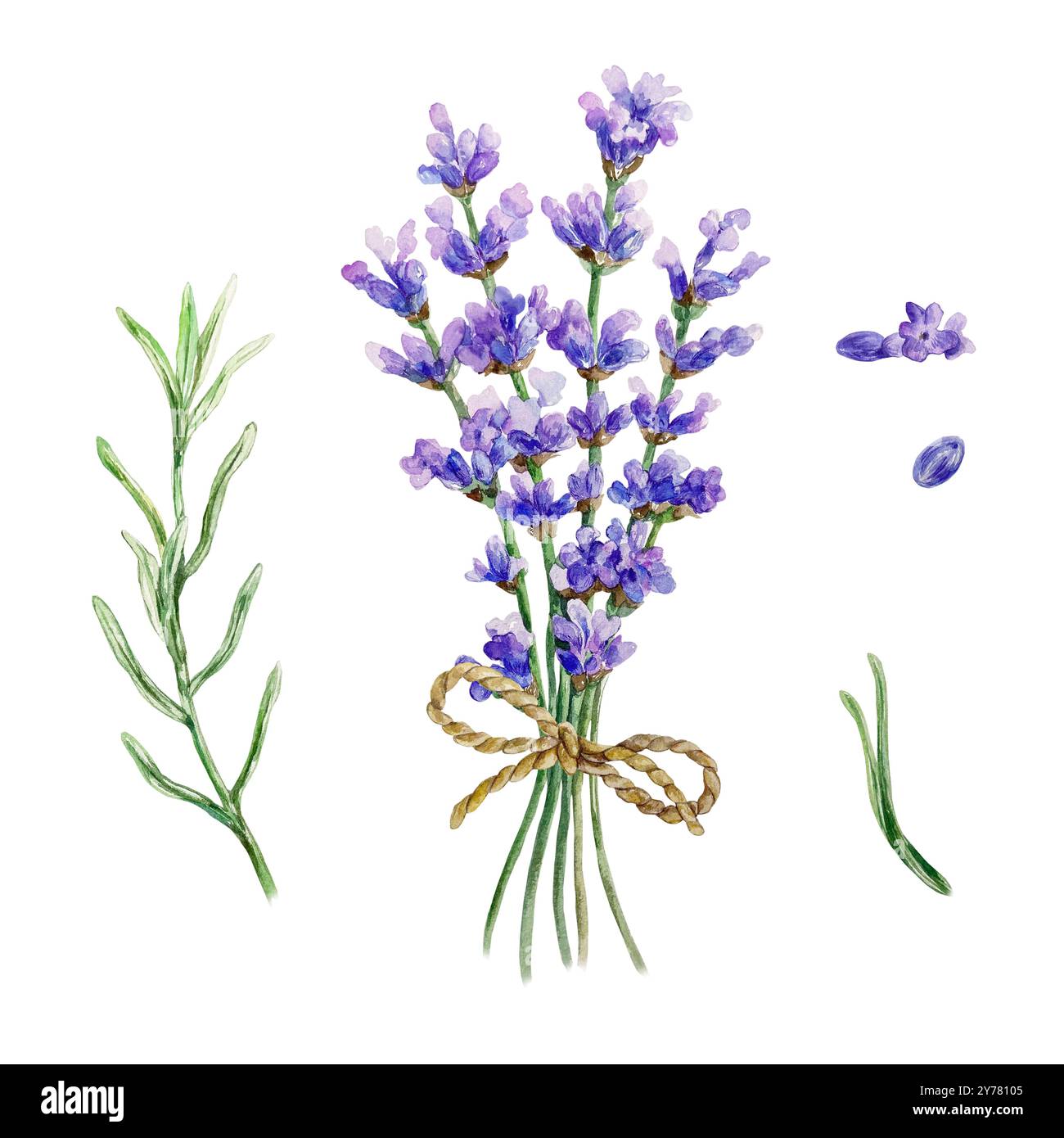 Lavender flowers, bouquet, leaves. Watercolor illustration isolated ...