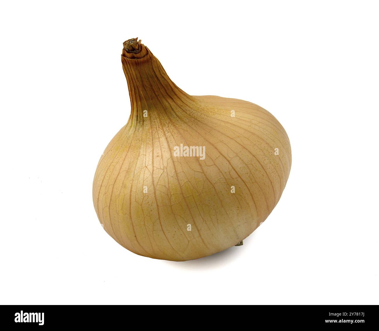 One yellow onion isolated on white background Stock Photo - Alamy