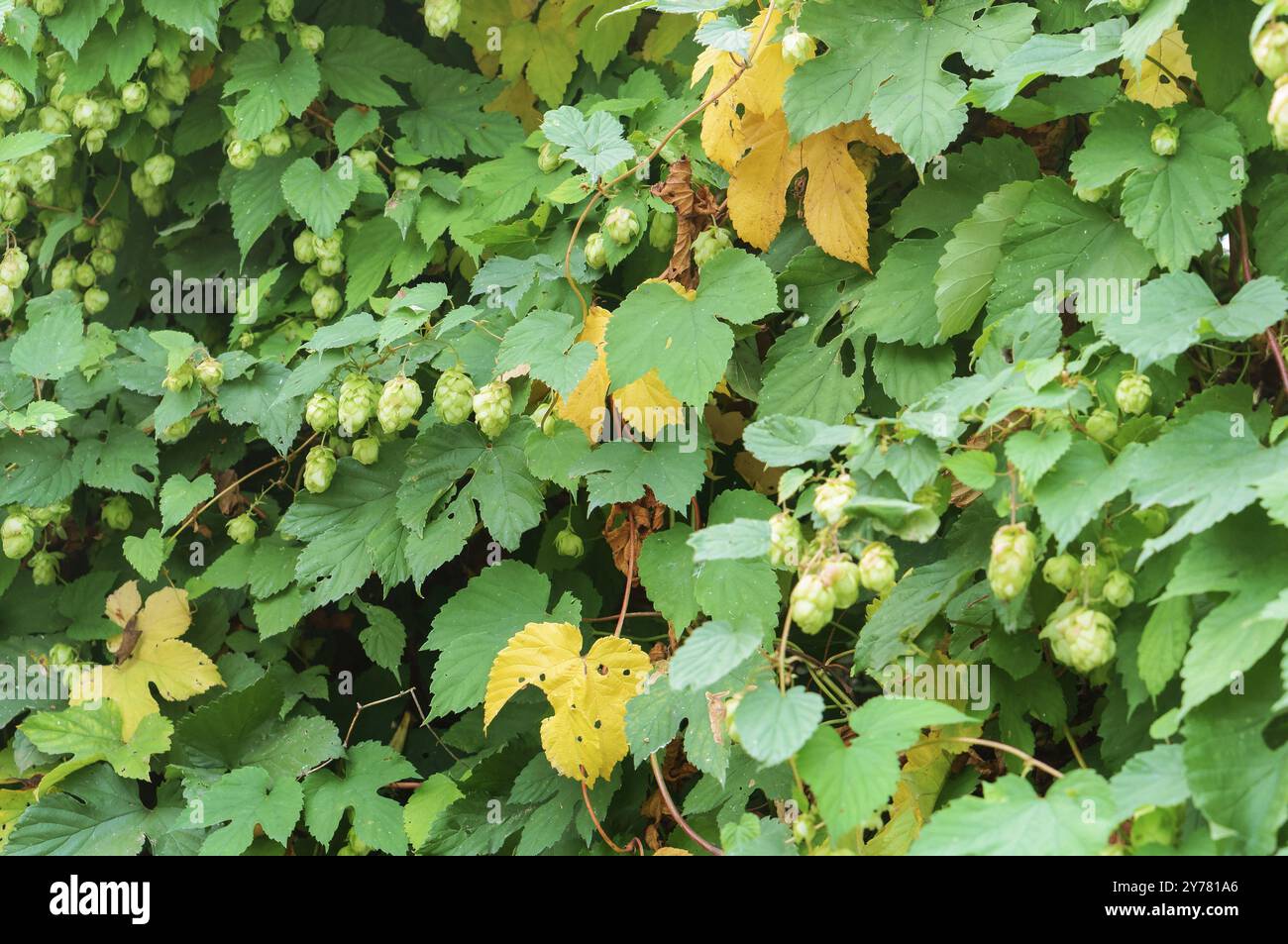 Humulus lupulus, the Hops are climbing, the Humulus fruit on the ...