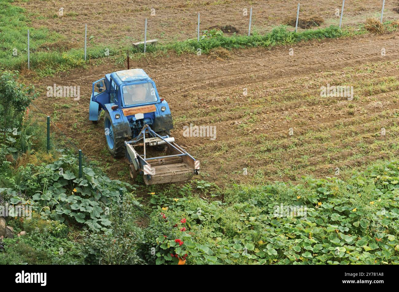 Harvesting potatoes, blue tractor removes potatoes Stock Photo - Alamy