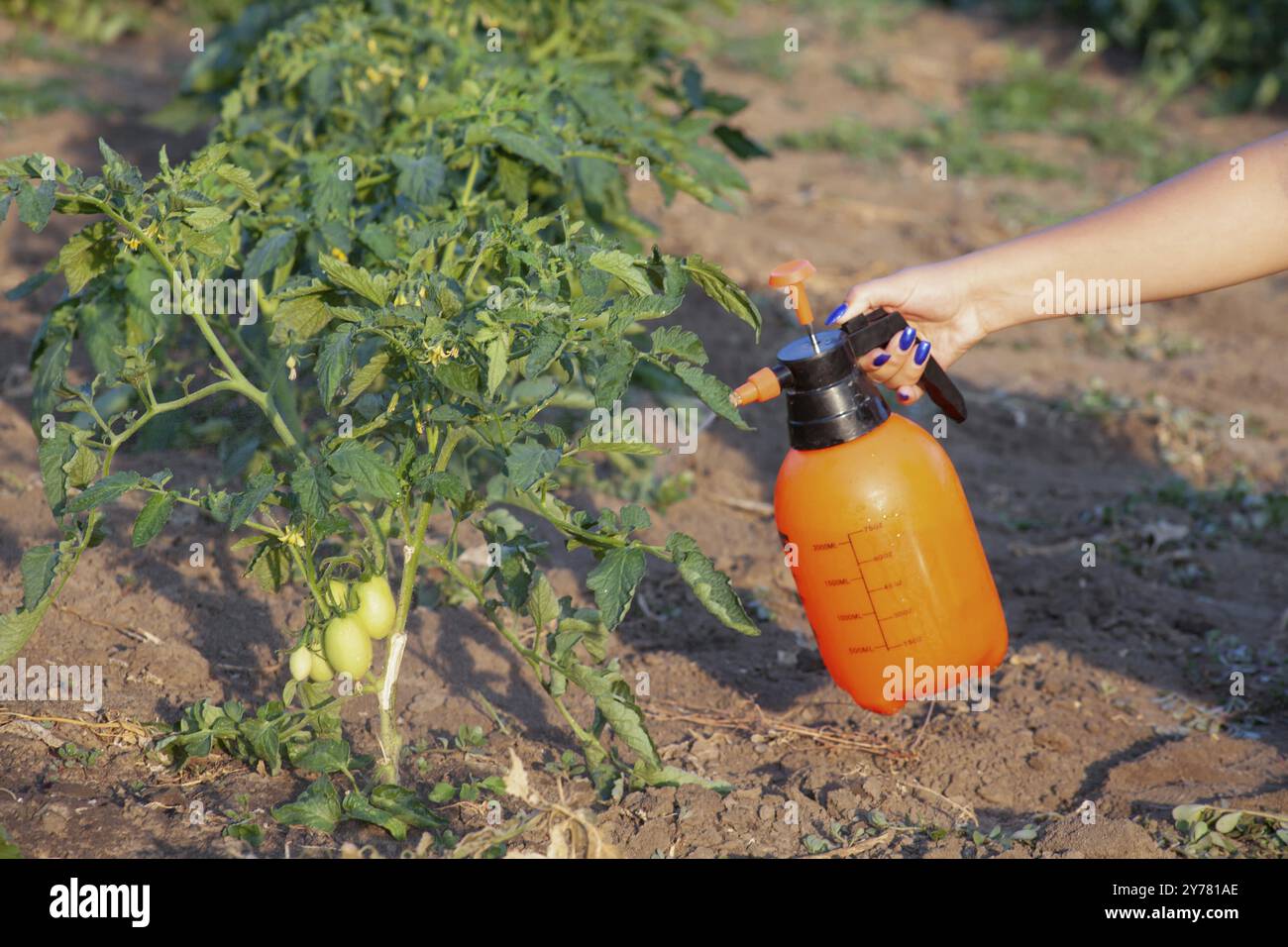 Spraying of tomato bushes. Protecting tomato plants from fungal disease ...