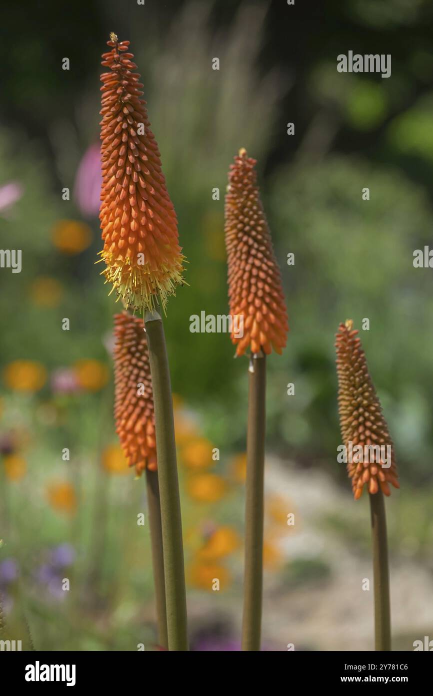 Torch lily (Kniphofia), also known as rocket flower, Muensterland ...