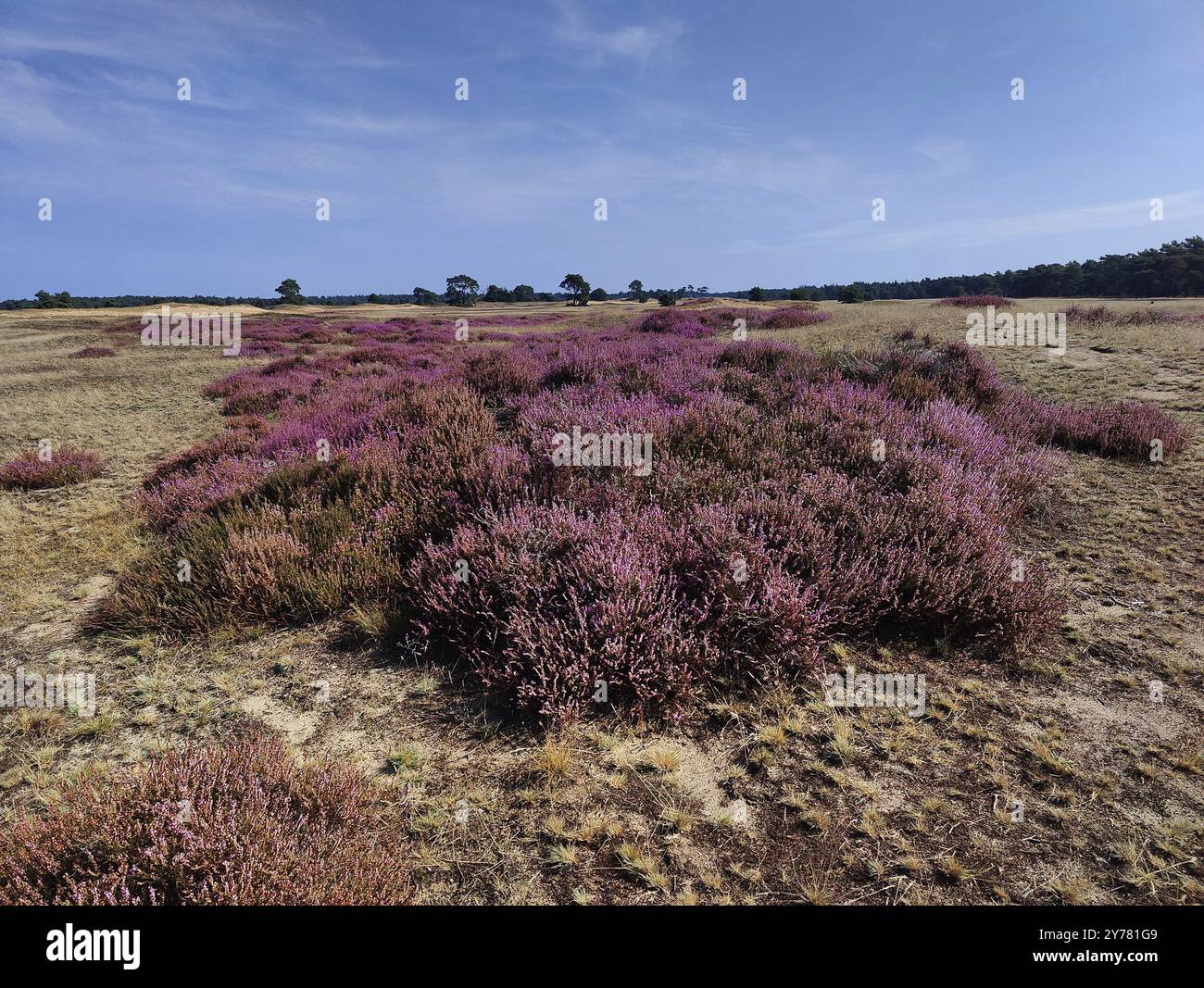 Landscape with flowering heather on sandy soil, De Hoge Veluwe National ...