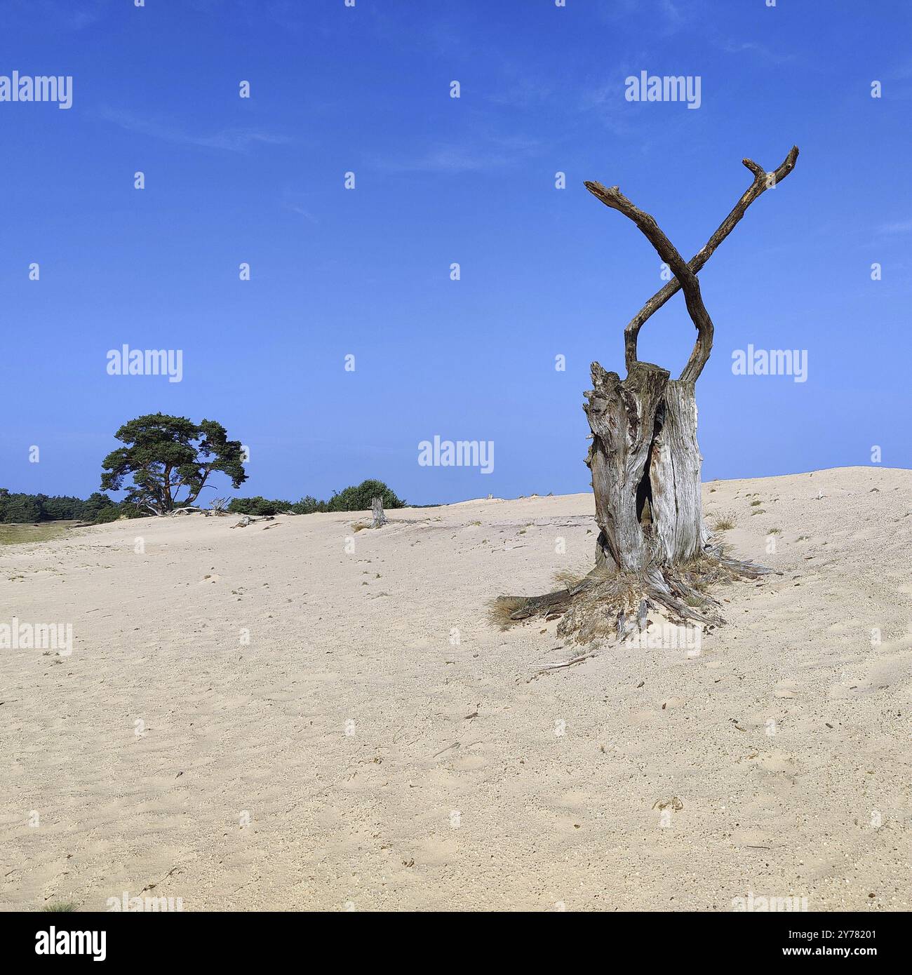 Dead tree in the De Pollen dune landscape, De Hoge Veluwe National Park ...