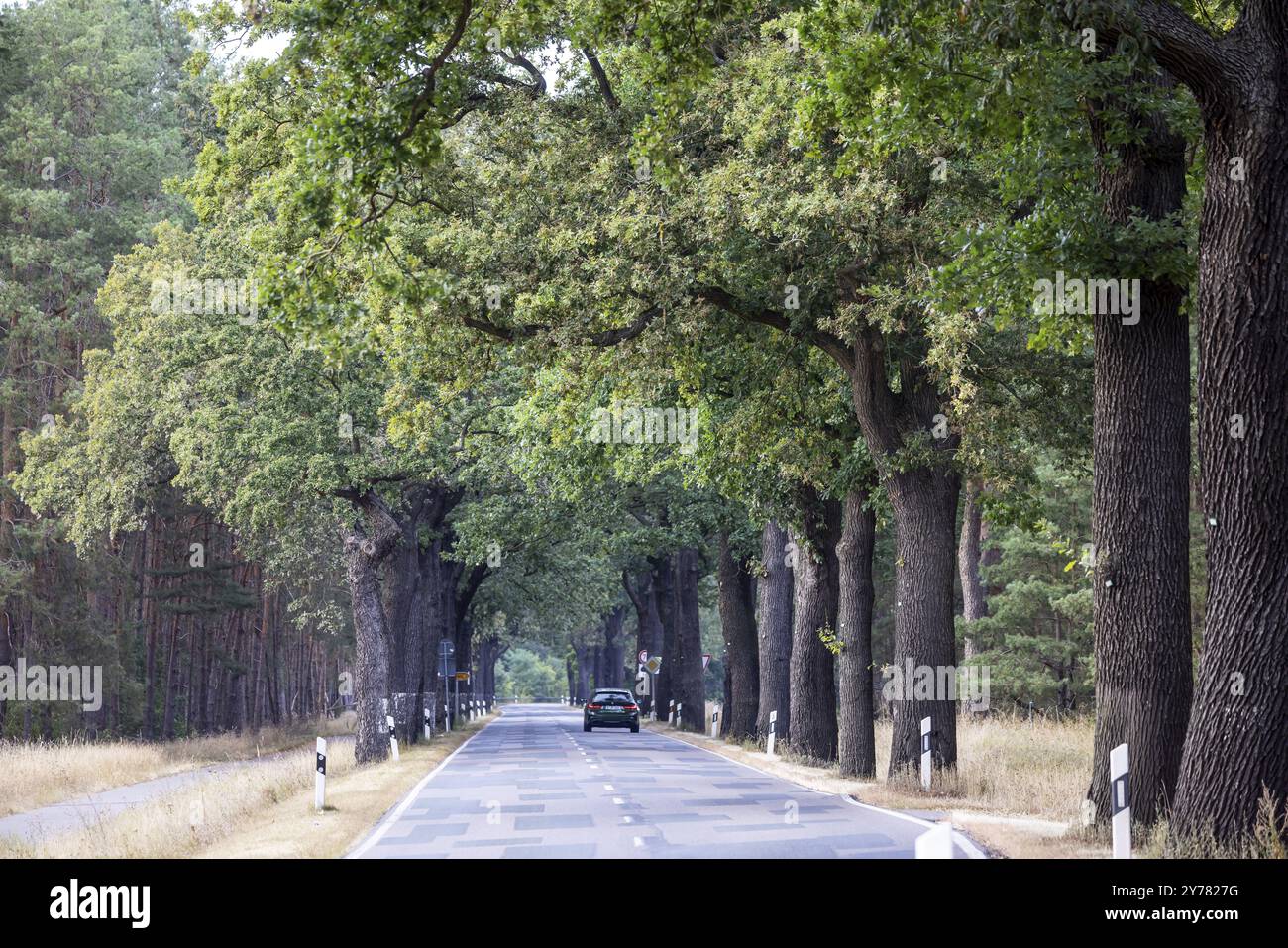 Country road with tree hi-res stock photography and images - Alamy