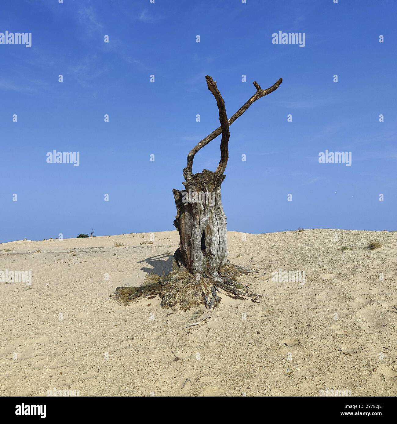 Dead tree in the De Pollen dune landscape, De Hoge Veluwe National Park ...