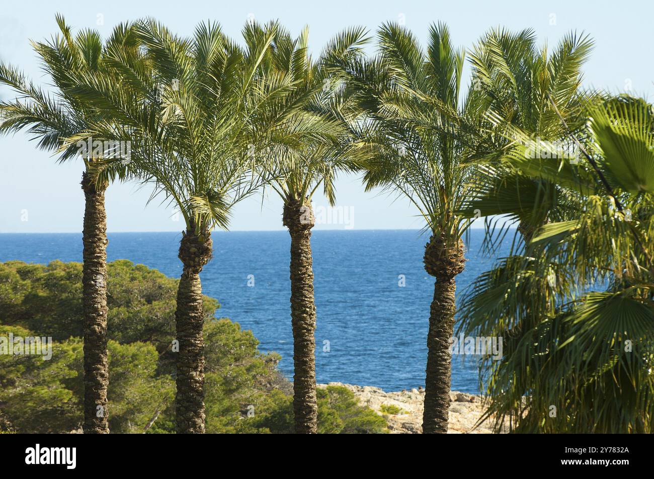 True date palm, date palm, common date palm, date (Phoenix dactylifera ...