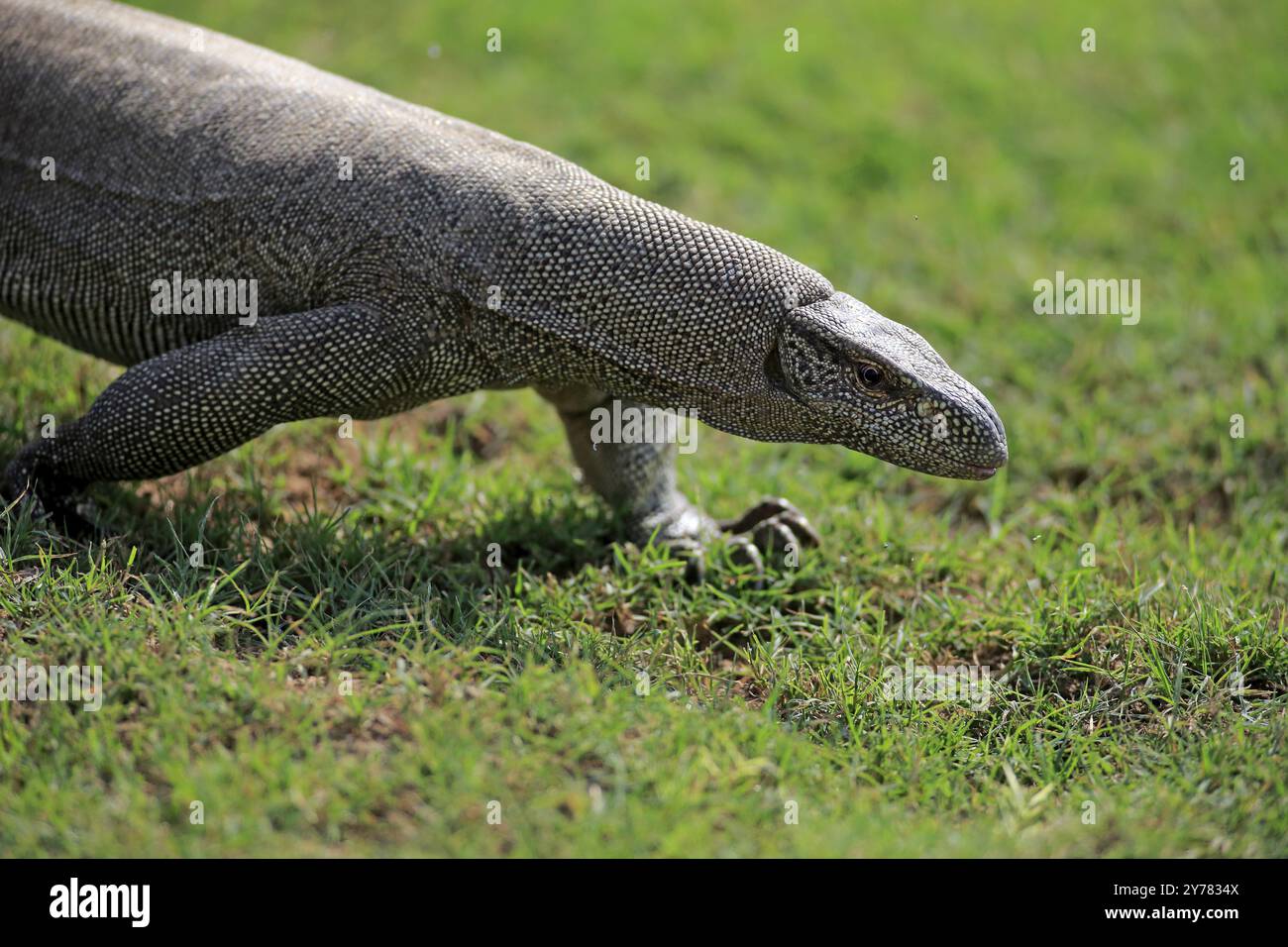 Bengal monitor lizard (Varanus bengalensis), adult foraging, portrait ...