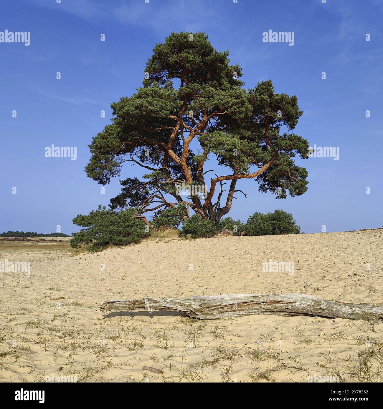 Pine tree in the De Pollen dune landscape, De Hoge Veluwe National Park ...