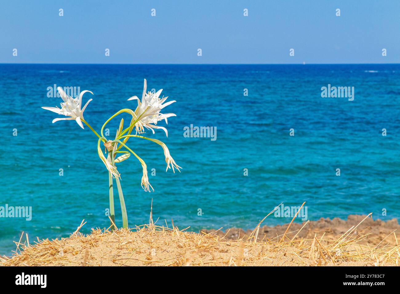 Dafodill family hi-res stock photography and images - Alamy