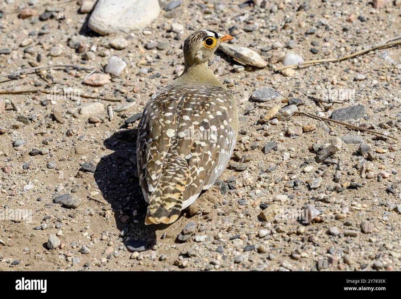 Ephemeral dry river hi-res stock photography and images - Alamy