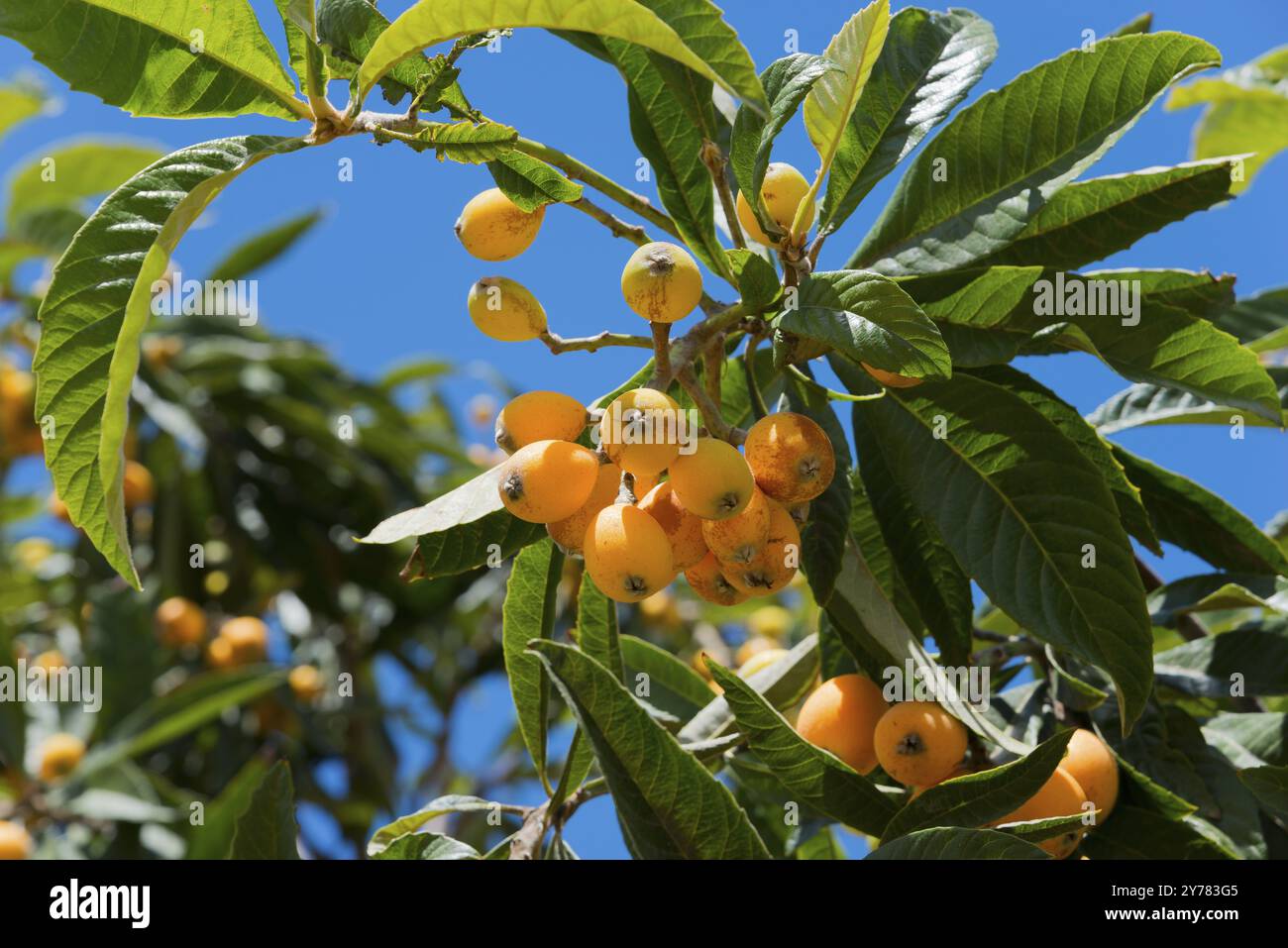 Branch with yellow fruits and green leaves against a bright blue sky in ...