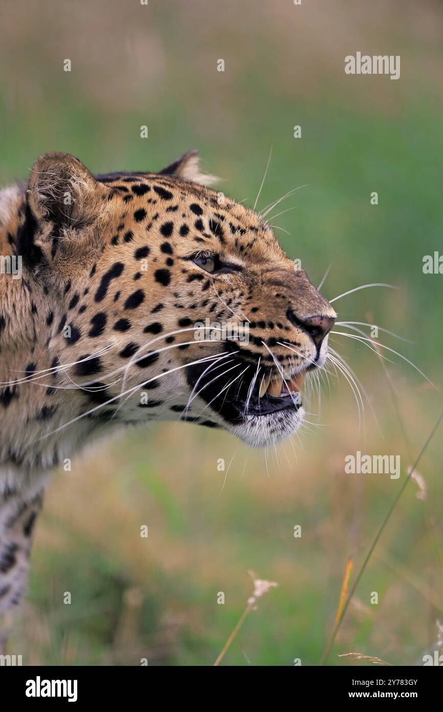 Amur leopard (Panthera pardus orientalis), adult snarling, portrait ...