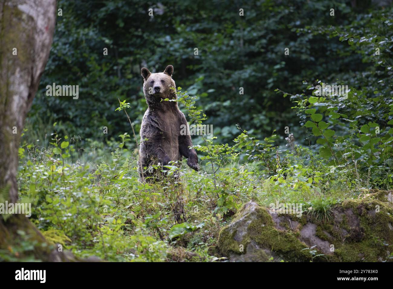 European brown bear or Eurasian brown bear (Ursus arctos arctos), brown ...