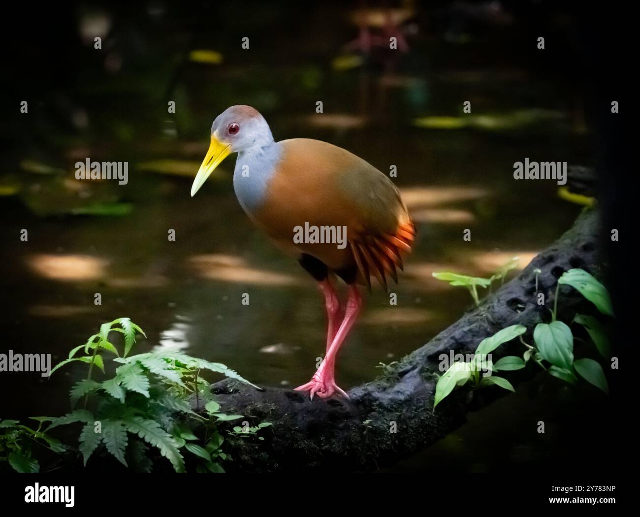 Russet naped wood rail hi-res stock photography and images - Alamy