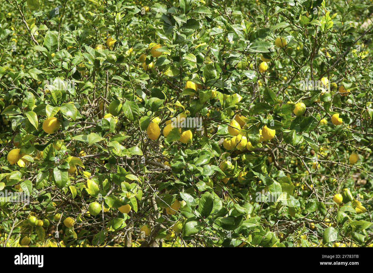 Cedrat lemon, lemon tree with ripe lemons (Citrus medica Stock Photo ...