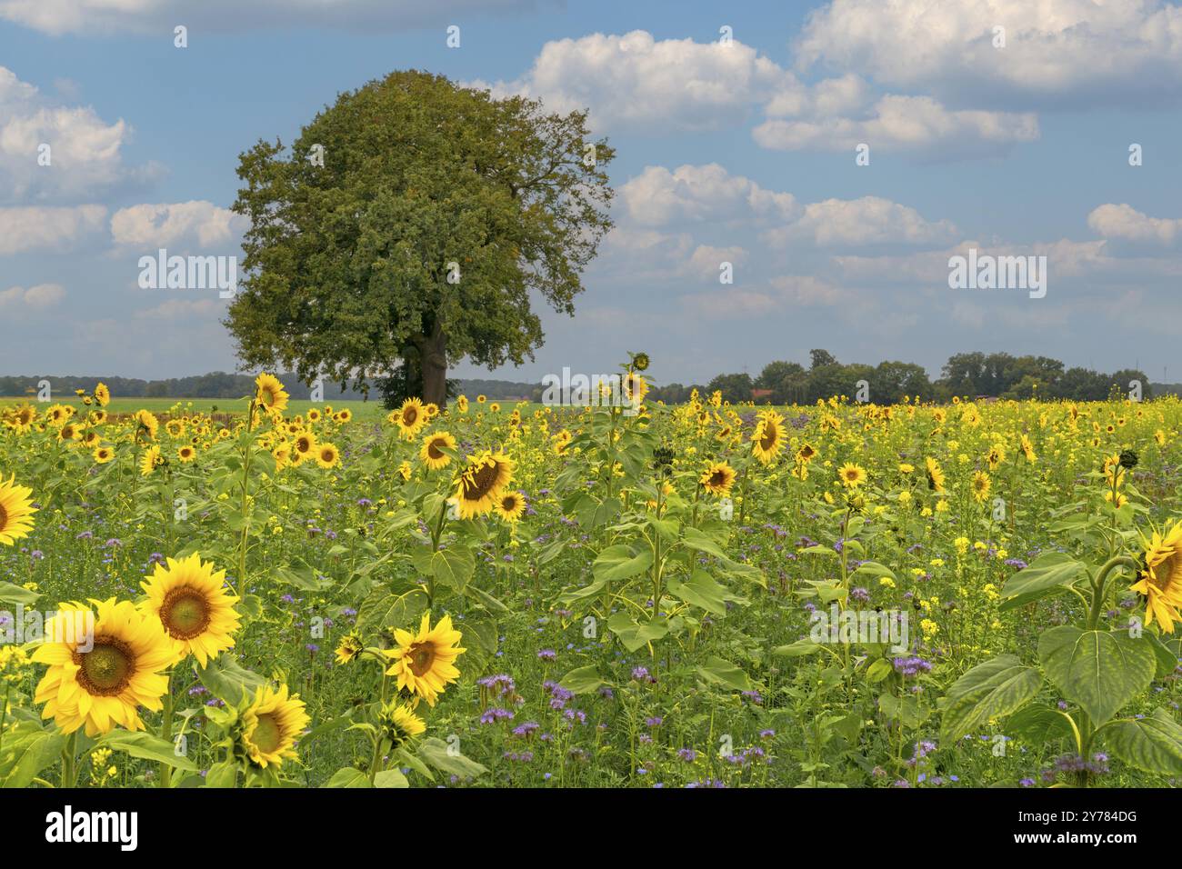 Tree in the sunflower field Stolzenau Germany Stock Photo - Alamy