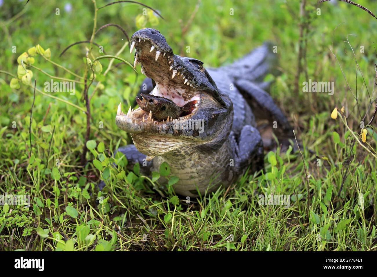 Spectacled caiman (Caiman yacare), adult, on land, feeding, with prey ...