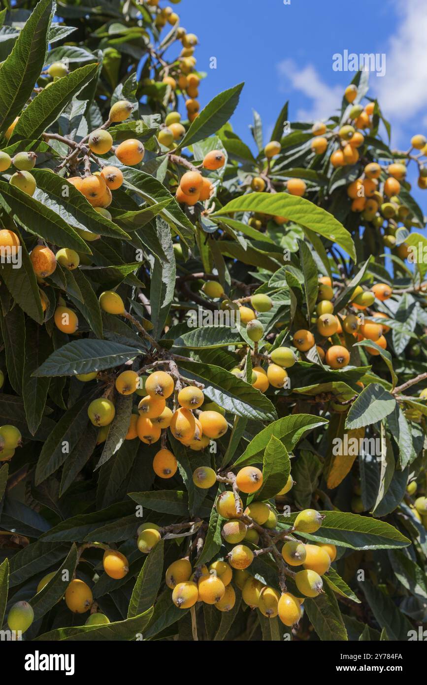 Well-lit tree with a multitude of yellow fruits and dense green leaves ...