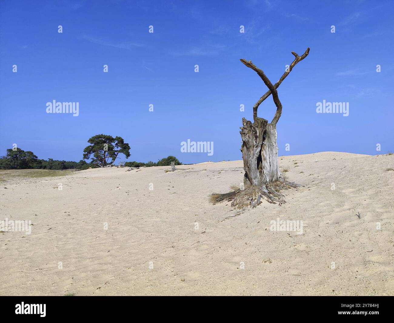 Dead tree in the De Pollen dune landscape, De Hoge Veluwe National Park ...