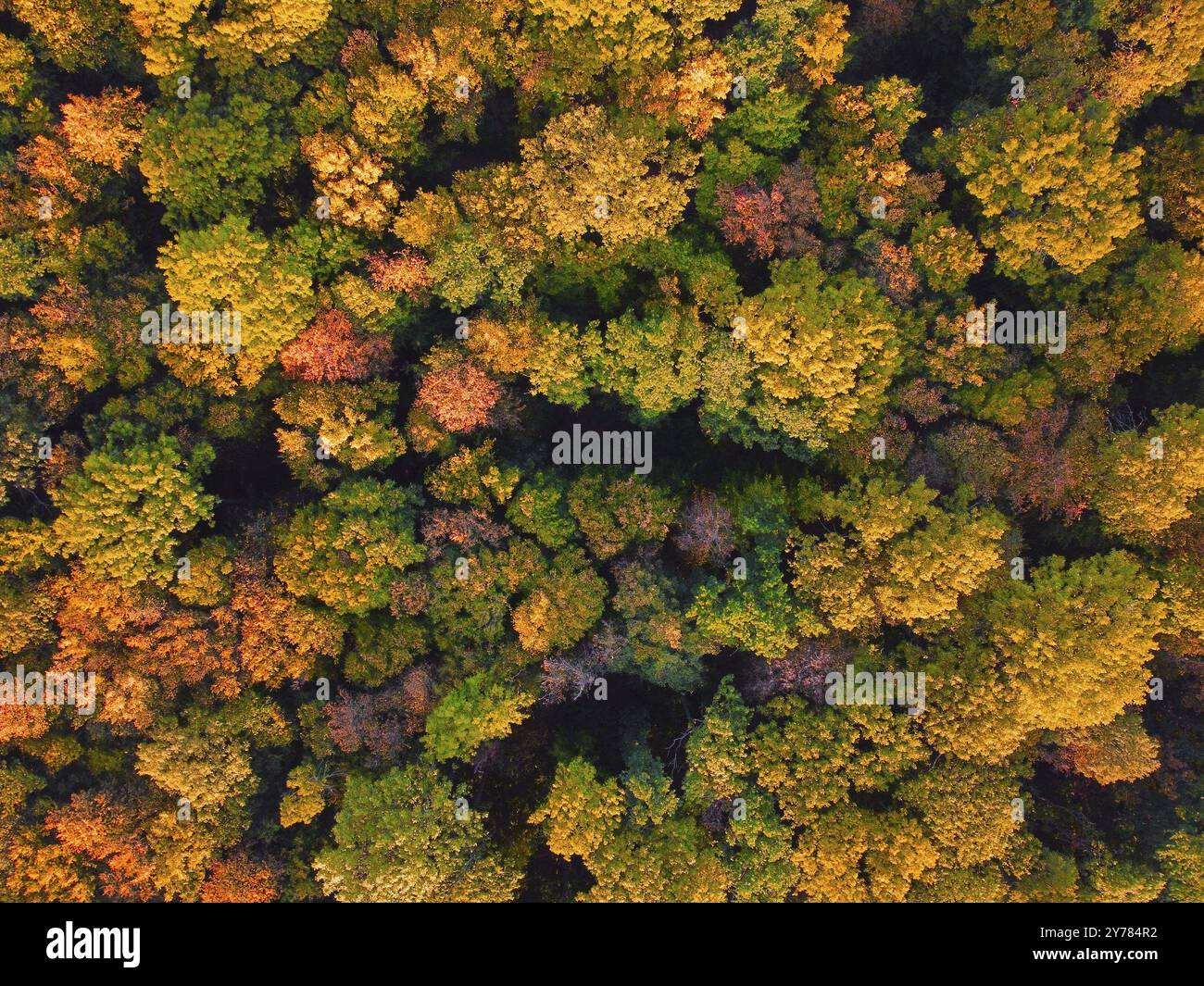 Colorful forest from above, autumn colors leaves on trees in the park ...