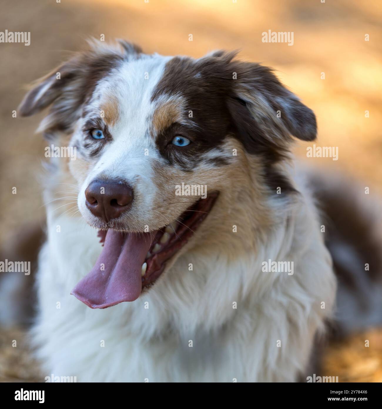 Red Merle with White and Tan Australian Shepherd Head. Off-leash dog ...