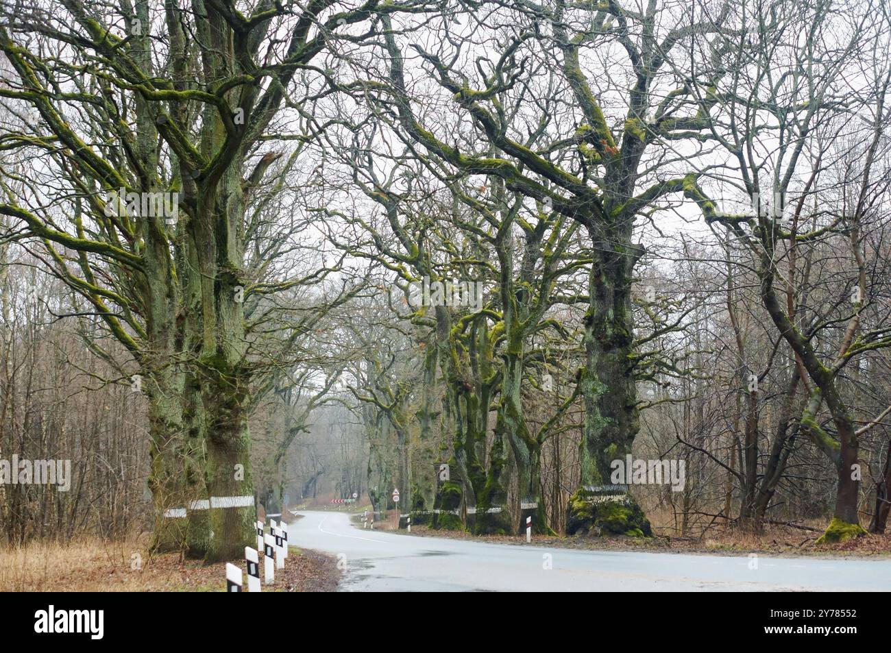 Roadside alley of old trees, big trees along the road Stock Photo - Alamy