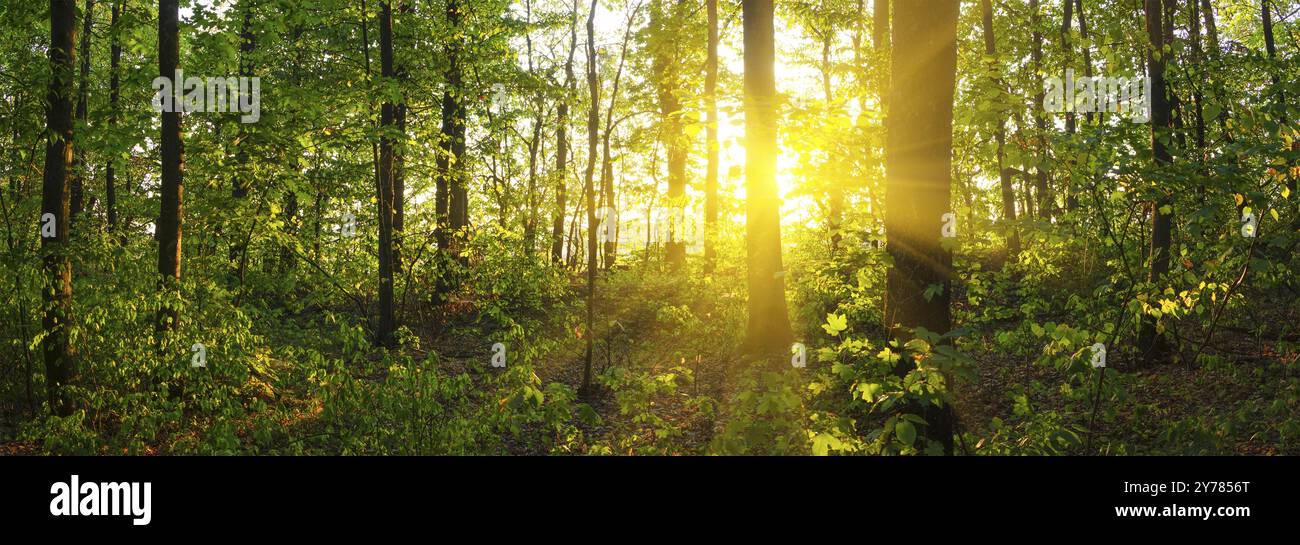 Panorama of forest landscape with bright morning sun shining through ...
