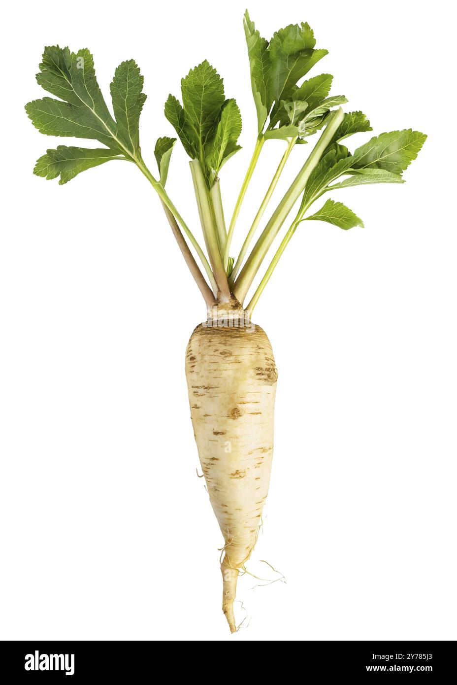 Isolated single parsnip root with green leaves on a white background ...