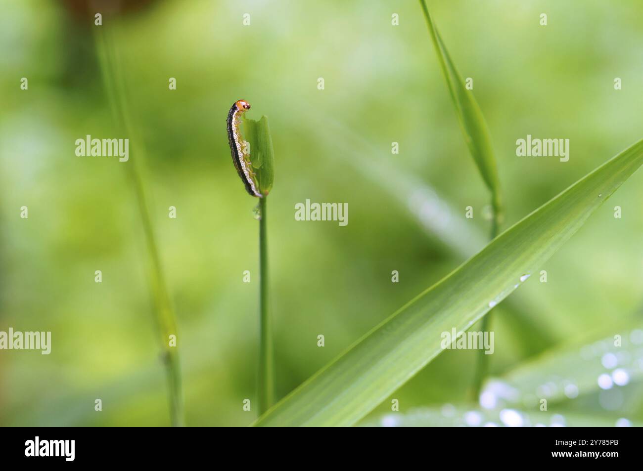 Eats worms hi-res stock photography and images - Alamy