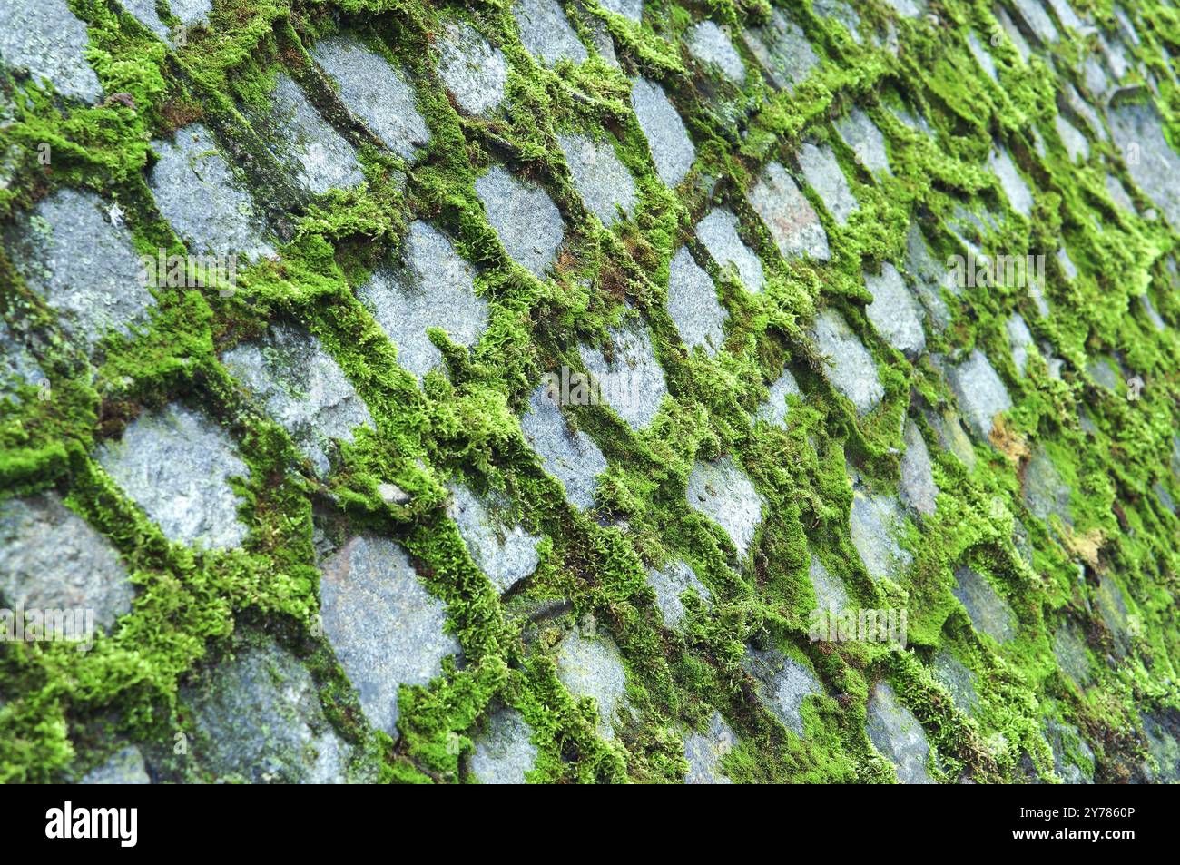 A lichen which grows on old stone wall, old wall covered with green ...