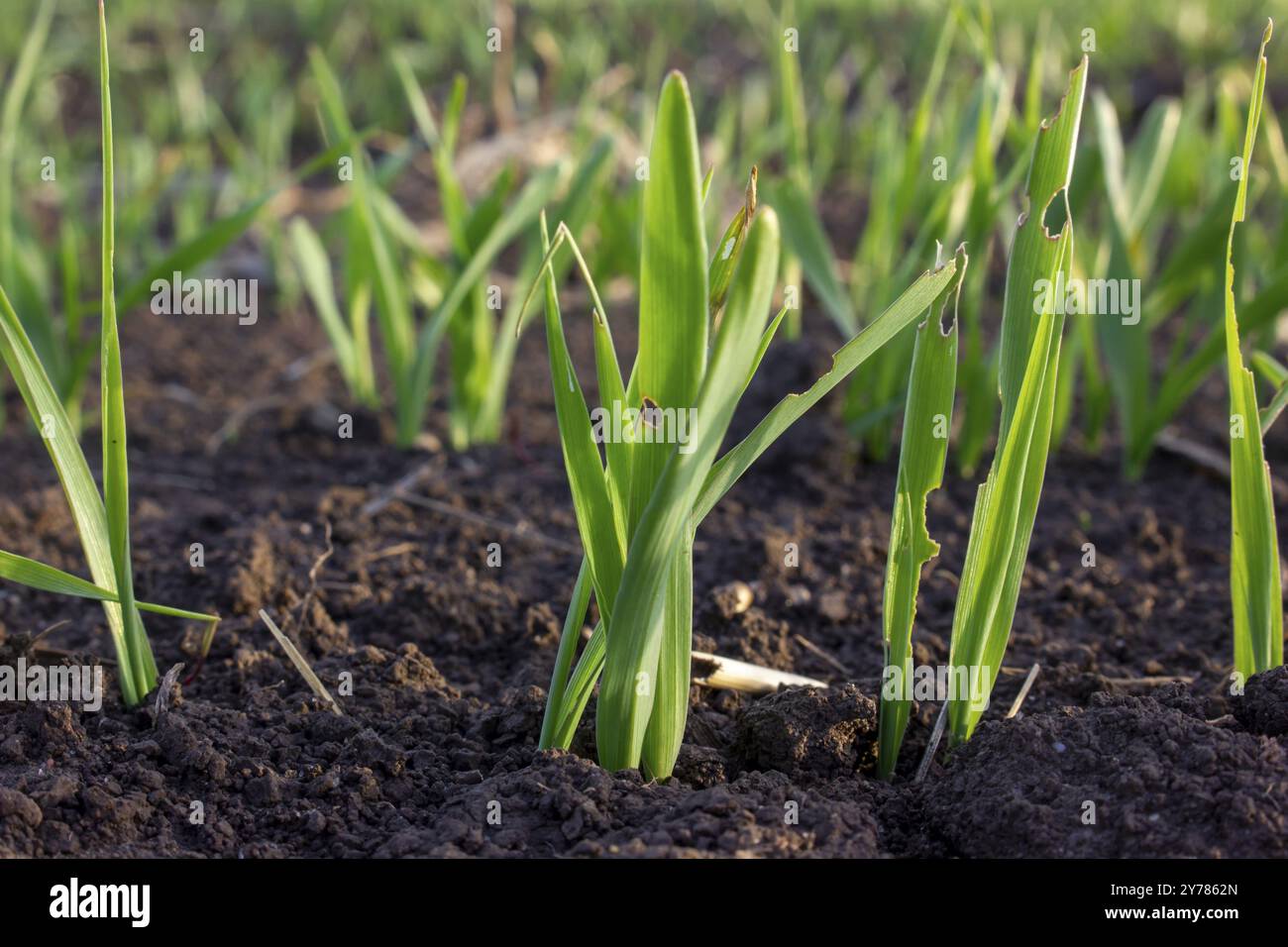Wheat sprouts sprouted in the soil. Damaged leaves by insect parasites ...