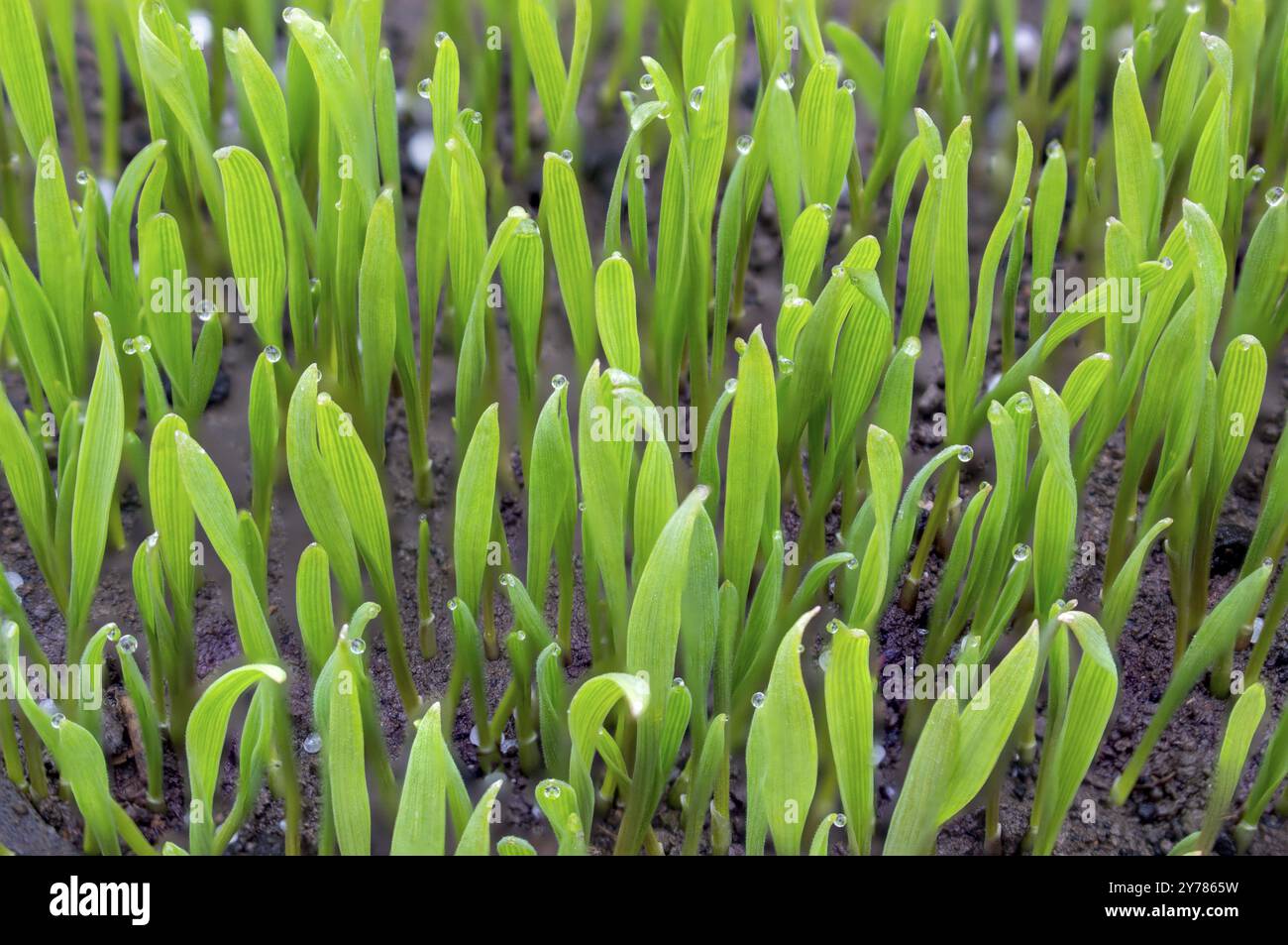 Germination of green grass. Young shoots of lawn grass in the soil. Eco ...