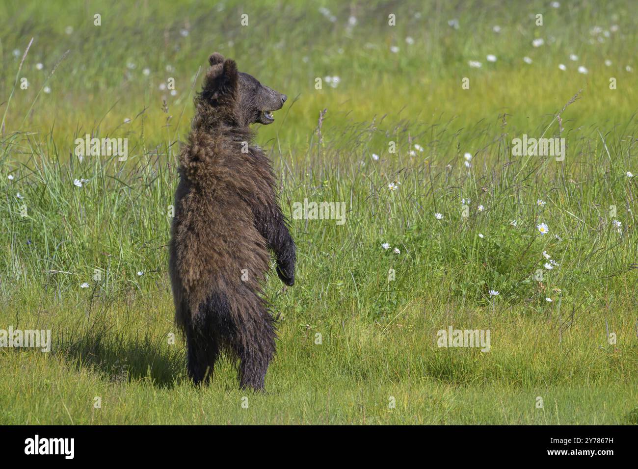 A grizzly bear (Ursus arctos horribilis) standing upright in a green ...