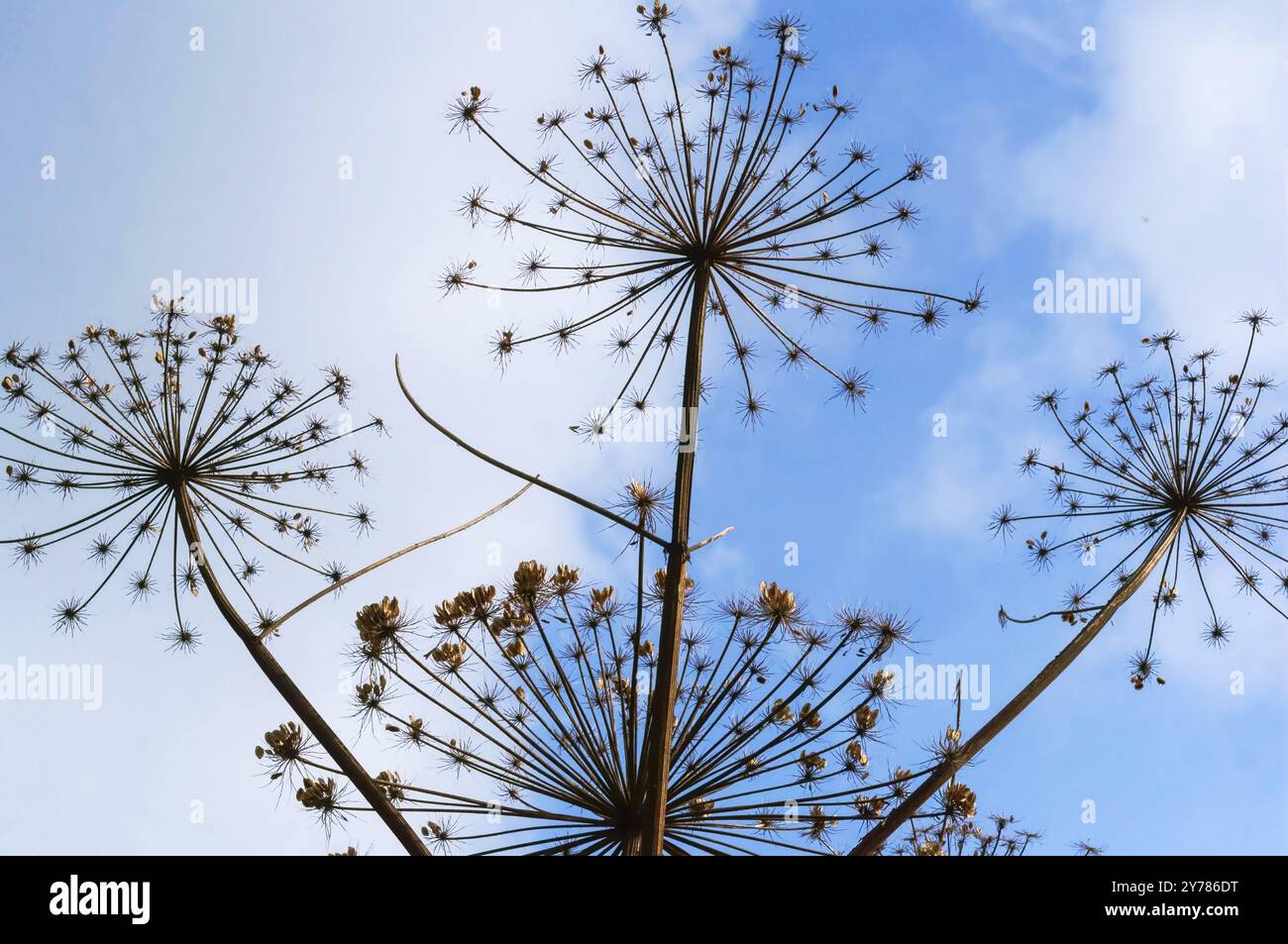 Dry inflorescences of a grass of a cow parsnip, Heracleum sosnowskyi ...