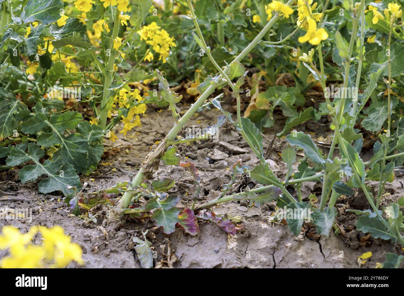 The plant is canola, the rapeseed stems, blooming canola Stock Photo ...