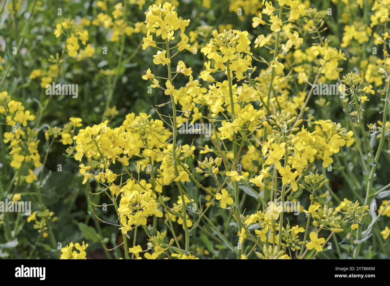 Yellow flowers of canola, blossoming agricultural oilseed crop Stock ...