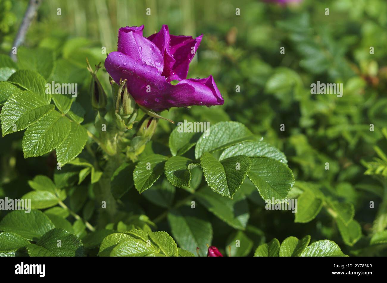 Wild rose bush hi-res stock photography and images - Alamy