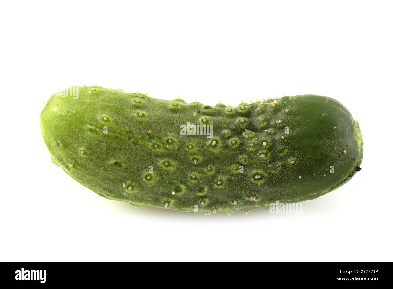 Isolated cucumber. One bended curved cucumber on white background with ...