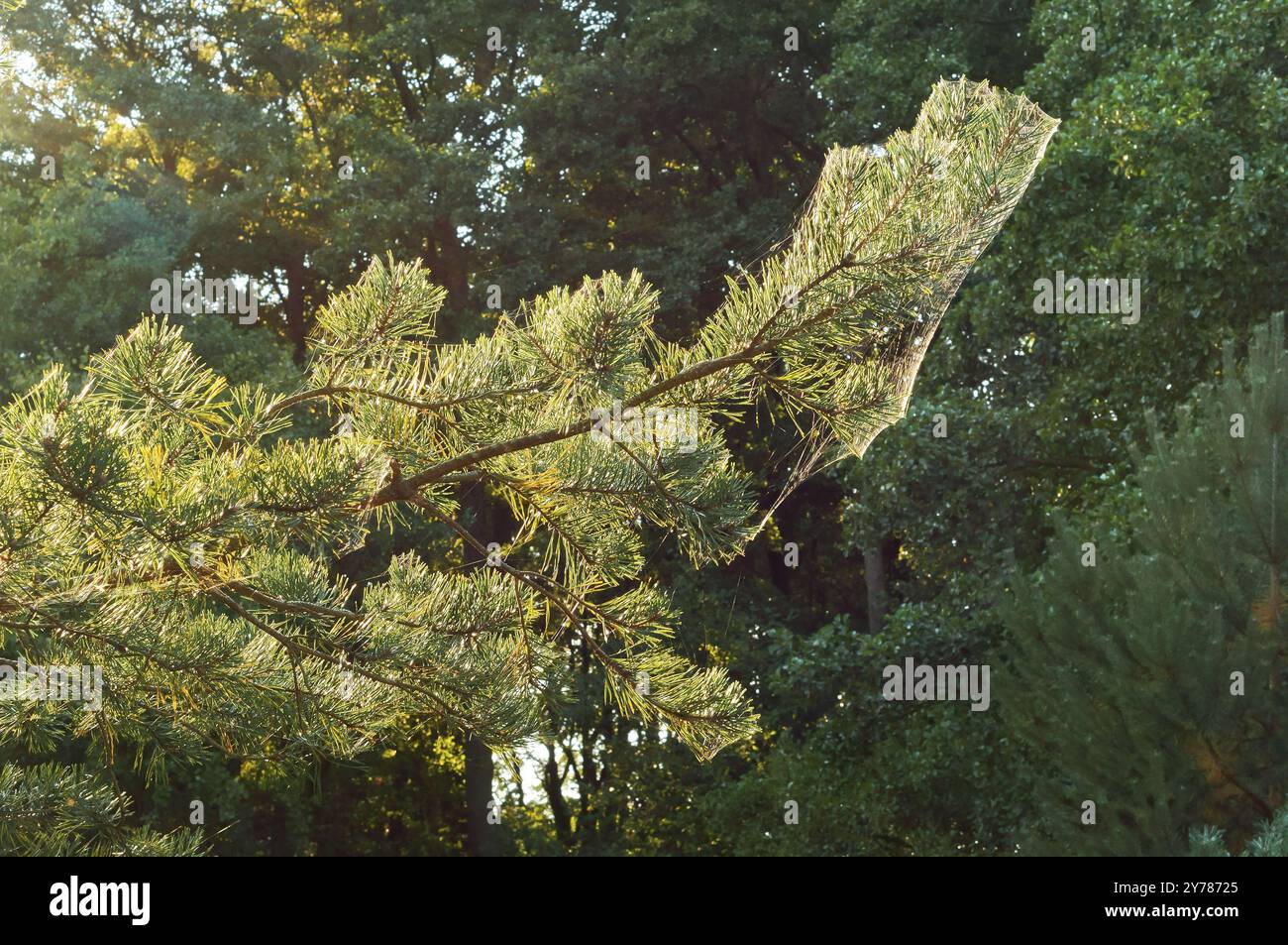 Cobweb in a tree hi-res stock photography and images - Alamy