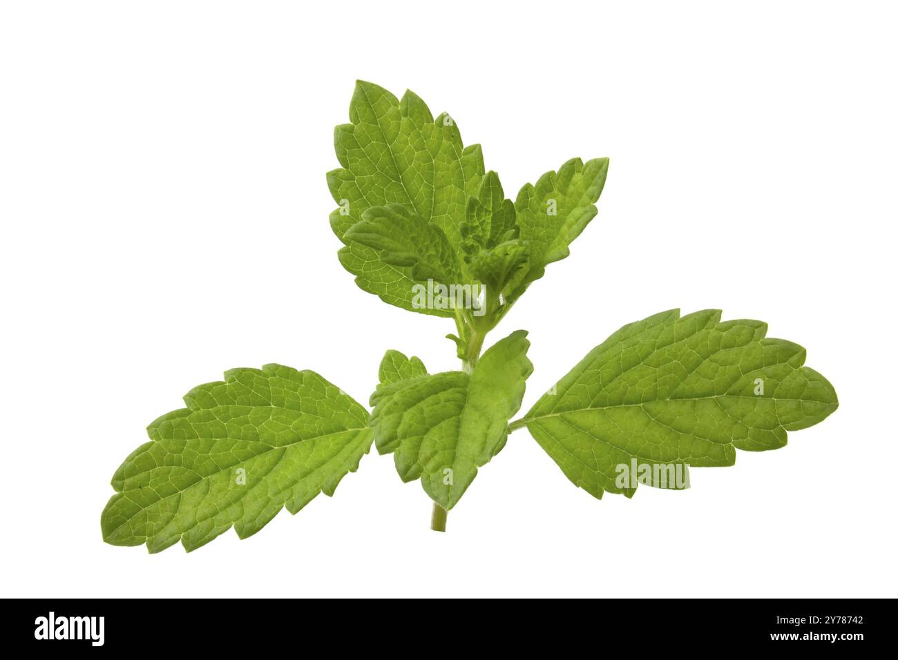 Melissa medicinal, officinalis, lemon mint plant for addition to dishes ...