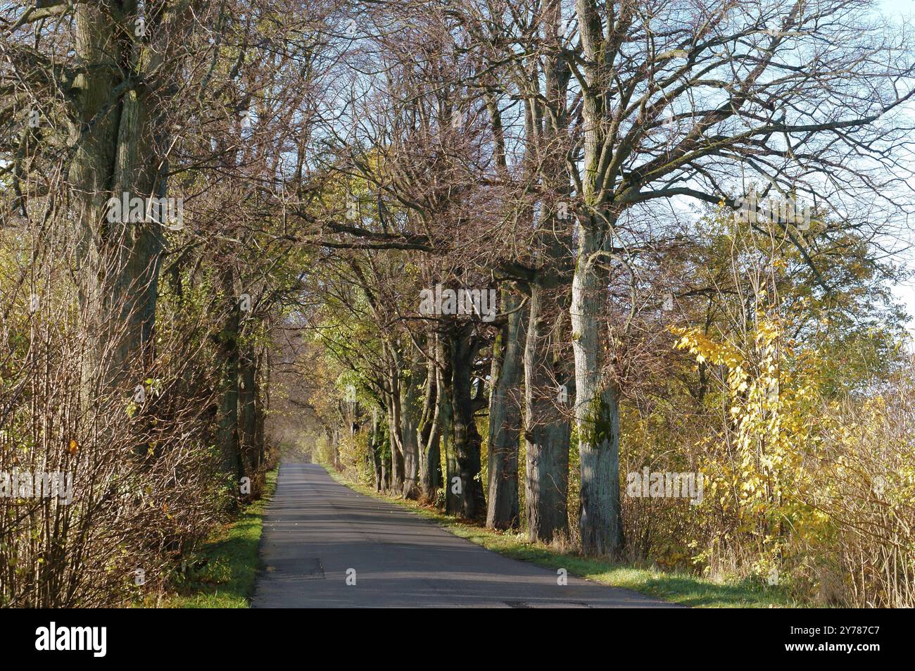 Roadside trees, trees on the edges of the highway, road in autumn Stock ...
