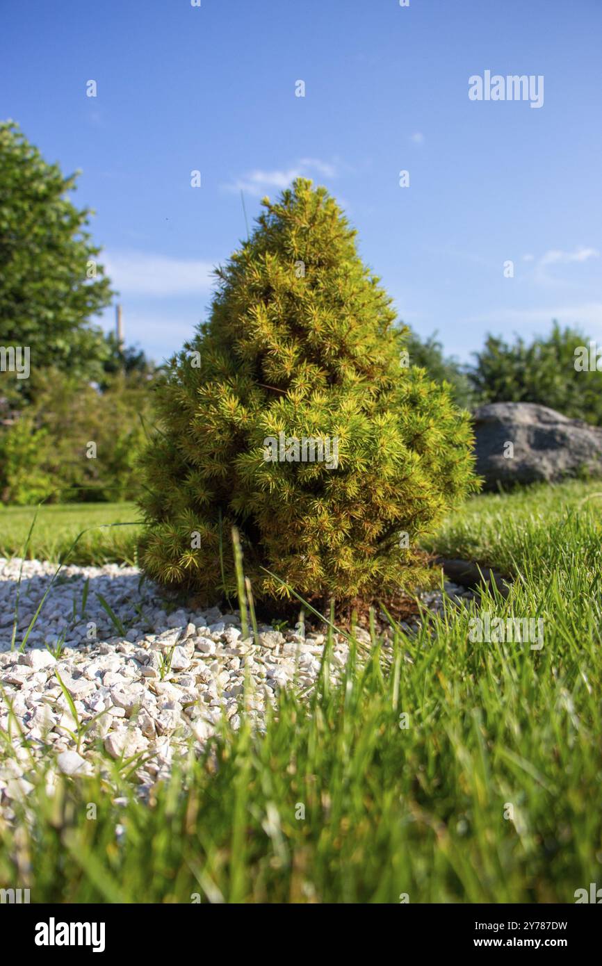 Spruce tree growing in the lawn between decorative stones, landscaping ...