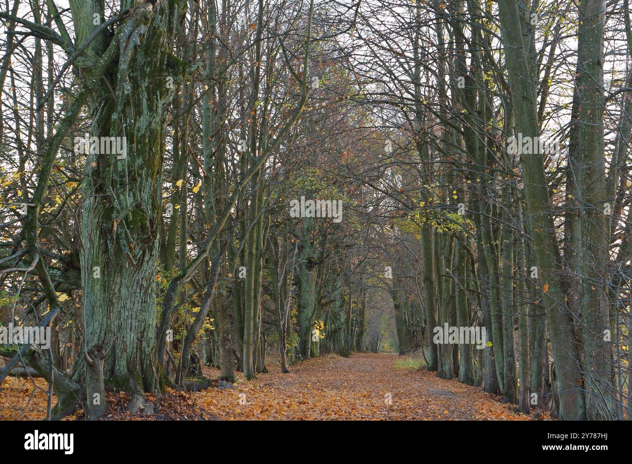 Roadside alley in autumn, trees on the roadsides Stock Photo - Alamy